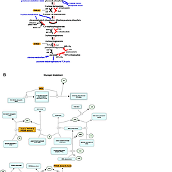 Pathway maps of glycolysis and glycogen breakdown.
