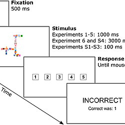 Procedure for human experiments.