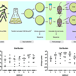 Construction and screening of the N. musculi Tn5 transposon library.