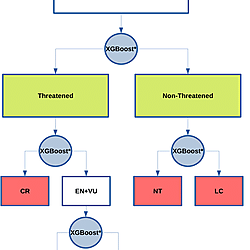 Flowchart for classification tasks in automated extinction risk assessment method, using the ...