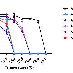 N380D substitution does not impact HA thermal stability.
