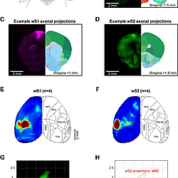 Distinct frontal projections of wS1 and wS2.