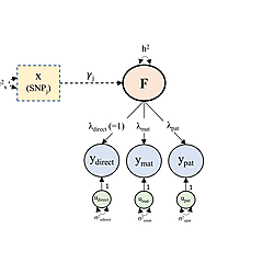 Path diagram for multivariate genetic analysis of Alzheimer’s disease.