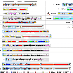 WO-like Island genome maps.