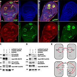EGFR physically binds Fas2 and promotes its expression in imaginal discs.