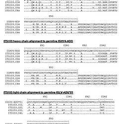 Sequence alignments of ITS103 SIV bnAbs.
