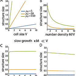 Structure size scaling with system size.