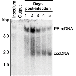 PF-rcDNA was generated inside the HBV-infected cells.
