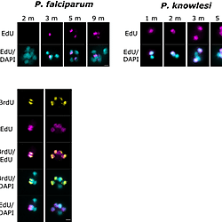 The minimum pulse-labelling period that can be detected via EdU ...