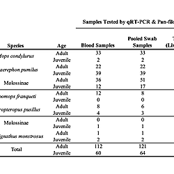 Bat swab, blood, and tissue samples tested by qRT-PCR and Pan-filovirus ...