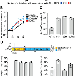 Mechanisms of GLT1cc adaptation.