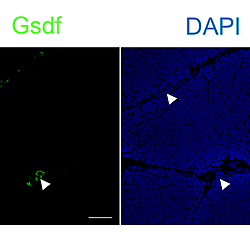 FISH analysis of the cyp19a1a (Red) mRNA and immunofluorescence ...