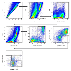 BAL flow cytometry gating strategy.