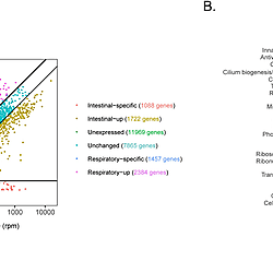 Comparison of the transcriptomic profile of non-infected respiratory ...