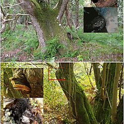 Total tree aspect, detail of PRF entrance and internal PRF image ...