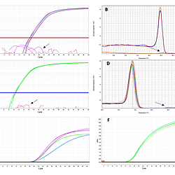 Representative amplification plots and melting curves for RT-qPCR assays.