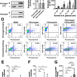 High molecular weight kininogen and vitronectin function as bridging ...
