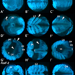 DAPI staining of the embryos shown in Fig 8.