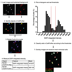 Schematic representation of the cell cycle staging by cyclin A staining ...