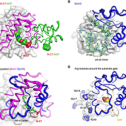 Substrate cavity of BioH3 inferred from its comparison with the ...