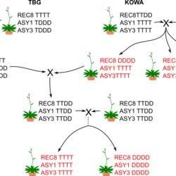 Overview of breeding strategy.