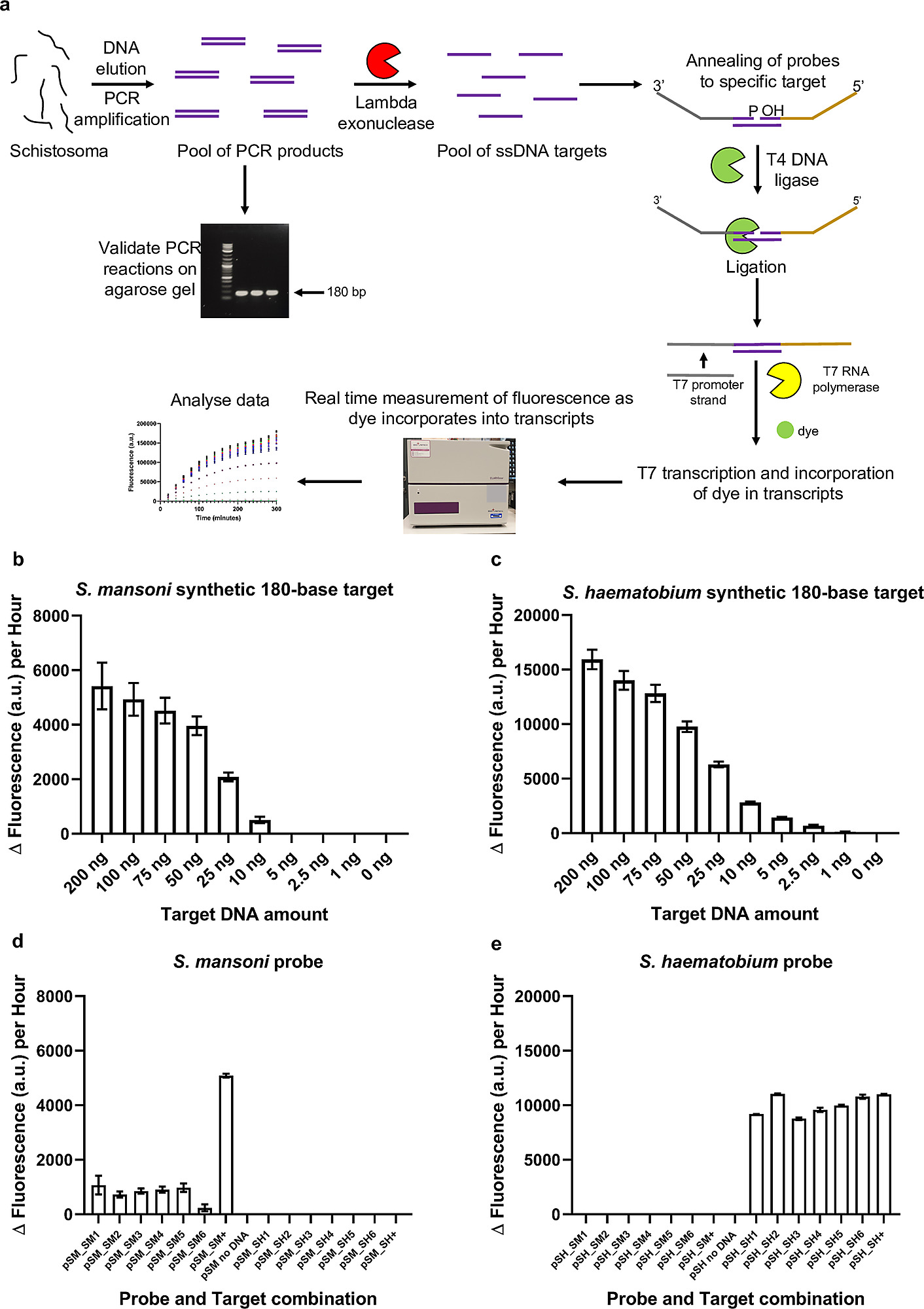 Oligonucleotide Probe