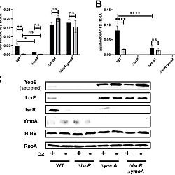 Oxygen-dependent control of lcrF requires YmoA.