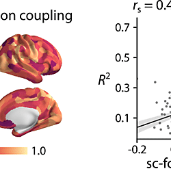 Structure–function coupling.
