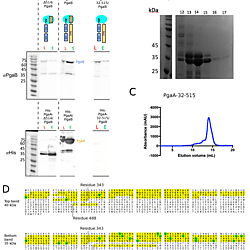 Construct design for PgaA/B pulldown experiments.