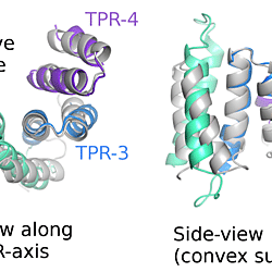 The crystallized TPR module displays an increased superhelical curvature.