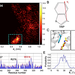 Interaction of W314 with GlcNAc.