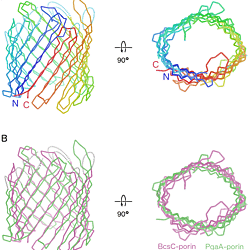 Alignment of the PgaA and the BcsC porin.
