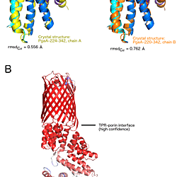 Evaluation of the AF2 model of PgaA.