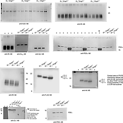 Annotated Western blot images.