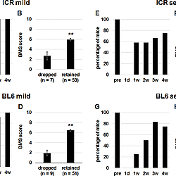 Comparison of BMS scores between mice which fell down from the beam and ...