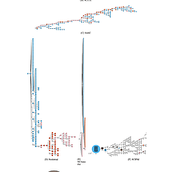 Lineage tree inferred by the different methods on a single-cell dataset ...