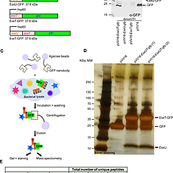 Confirmation of EsxU and EsxT partnership by GFP-pull-down experiments ...