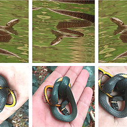 Examples of augmented images.