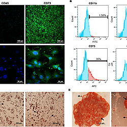 MSC characterization.