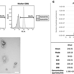 MSC-EV characterization.