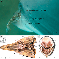 Dolphin fish capture with anatomy showing relationships of some muscles ...