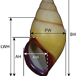 Shell dimensions of Amphidromus used in this study.
