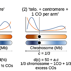 Possible models of crossover patterns.