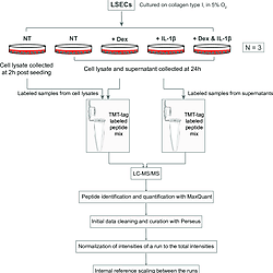 Overview of the experimental setup for the TMT proteomics study.