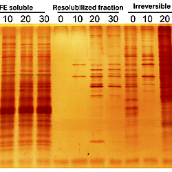 Silver-stained gel images of each fraction in the T-DRYP isolation process.