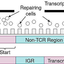 Scheme of the segmentation setup.