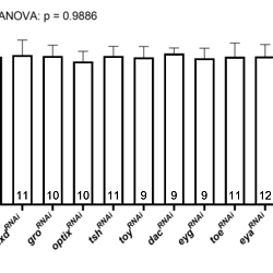 Knockdown of RDGN transcription factors does not affect IPC cell number.