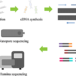 Workflow overview of multiplex PCR-based next-generation sequencing for ...