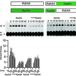N-terminal chimeras of Rad54 and Rdh54 show differences in D-loop turnover.