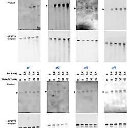 Uncropped RNA gel blotting images for Fig 1A and Fig 3.
